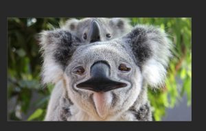 Morphing in Photoshop | Morphing Two Faces in Adobe Photoshop