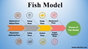 Fish Model | Top 8 Amazing Phases of Fish Model You Need to Know