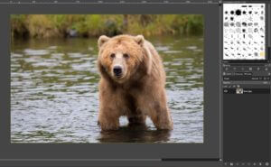 GIMP opacity | Learn How to Use the Opacity in GIMP?