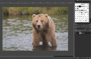 GIMP opacity | Learn How to Use the Opacity in GIMP?
