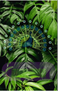 React native opacity | Learn the Examples of React native opacity