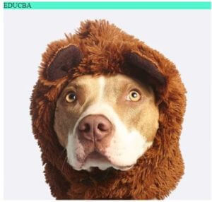 TypeScript JSX | Working of JSX in TypeScript | Examples