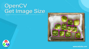 OpenCV Get Image Size | Working of shape() Function | Examples