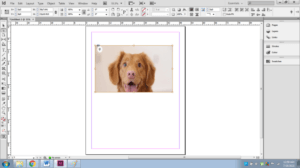 InDesign resize image | Learn How to Resize Images in Indesign?