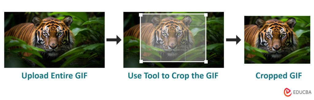 GIF Cropping - Learn How to Crop a GIF Using the Flexier Tool