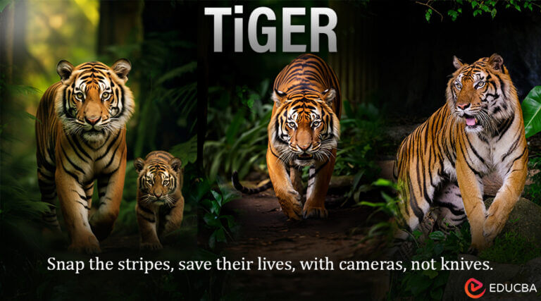 Essay on Tiger: Majestic Predators & the Fight for Survival