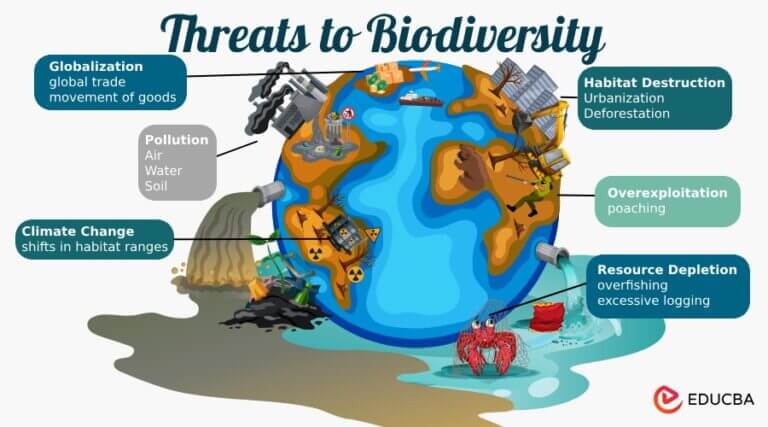 Essay on Biodiversity for Students and Kids