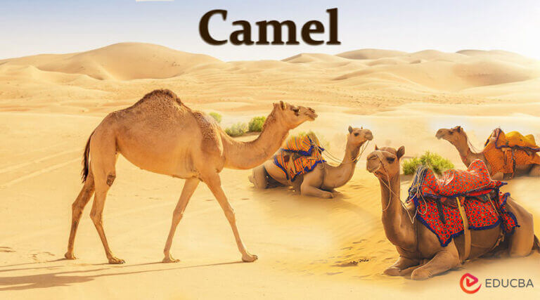 Camel Essay: The Fascinating World of Desert Camels