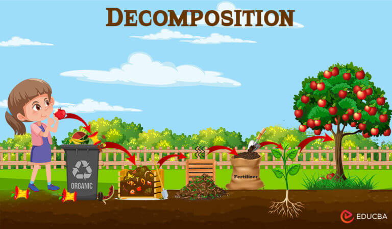 Decomposition: Types, Process, Future and Nature cycles