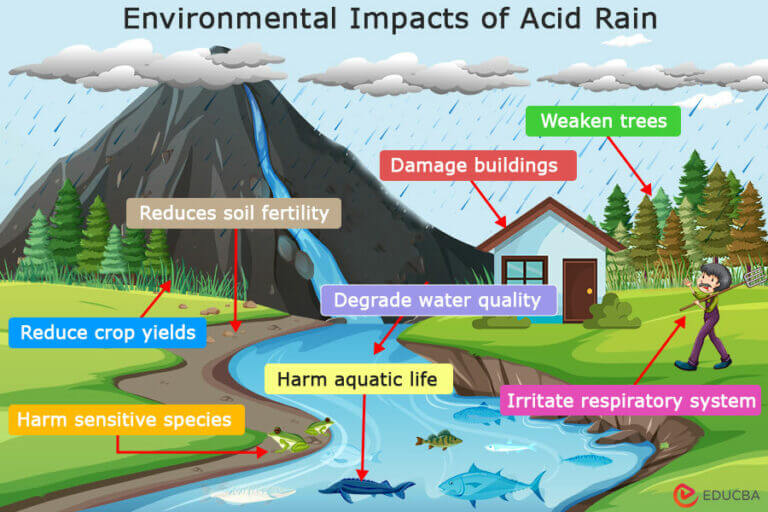 Essay on Acid Rain (2000 Words): Causes, Effects & Solutions