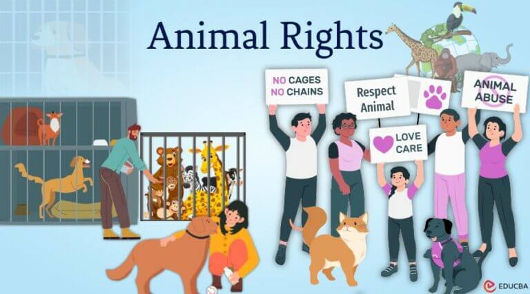 Essay on Animal Rights- 'The Right to Live a Healthy Life'