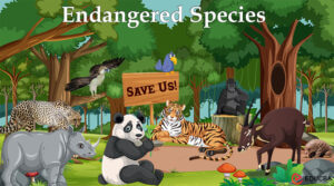 Essay on Endangered Species: How To Save Our Wildlife
