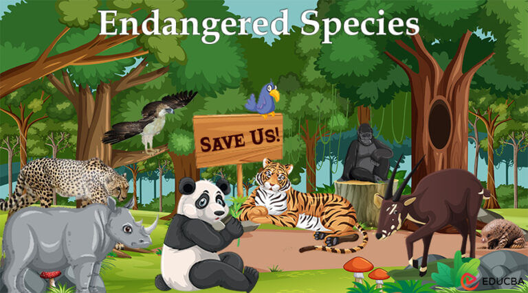 Essay on Endangered Species: How To Save Our Wildlife