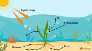 What is Photosynthesis? | Process, Importance & Key Facts