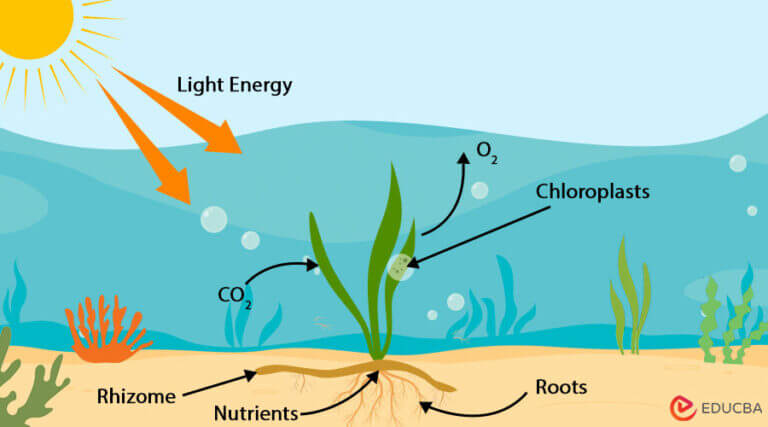 What is Photosynthesis? The Process of Photosynthesis