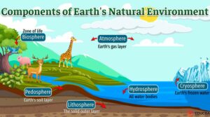 Essay on Natural Environment: Its Importance and Functions