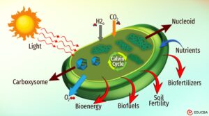 What is Photosynthesis? | Process, Importance & Key Facts