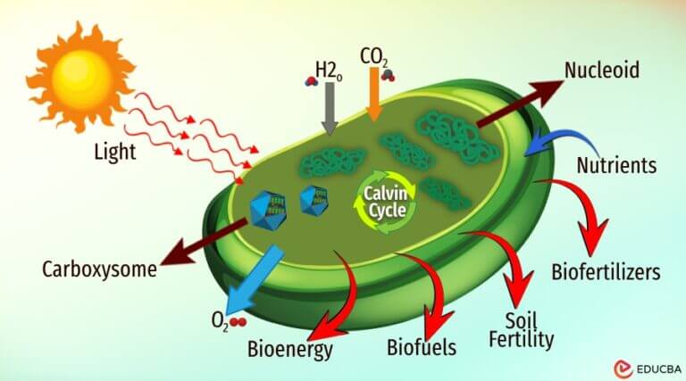 What is Photosynthesis? The Process of Photosynthesis