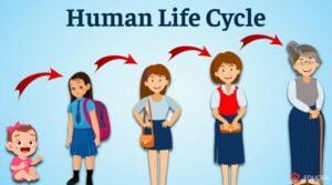 Human Life Cycle: Stages & Milestones | The Human Journey