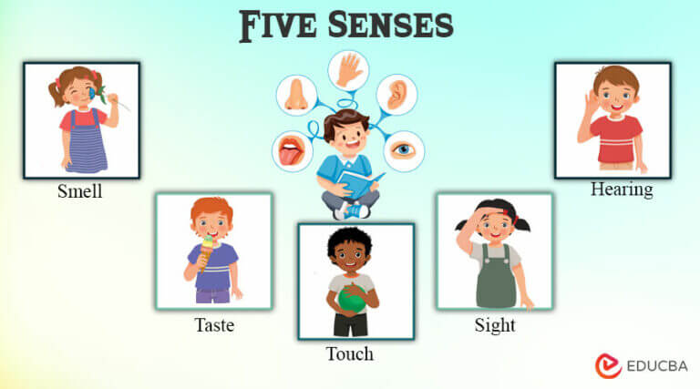 Five Senses: The Sight, Sound, Smell, Taste, & Touch