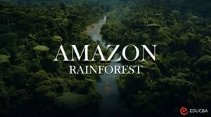 Amazon Rainforest: 'Lungs of the Earth' Tropical Rainforest