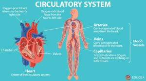 Circulatory System: Prioritize Prevention & Longevity Today!