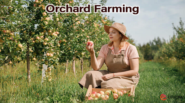 Orchard Farming: Cultivating A Greener Future Together!