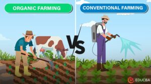 Organic Farming vs. Conventional Farming: Which's Better?