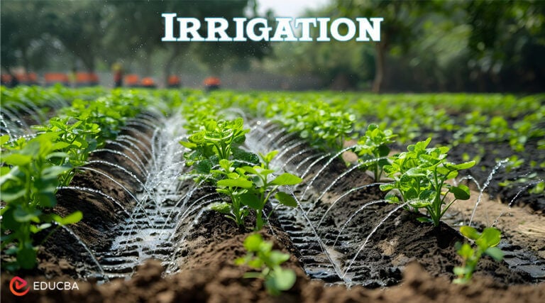 What is Irrigation? Definition, Types, Systems, & Future