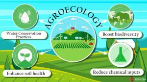 What is Agroecology? Sustainable Farming Practice Guide