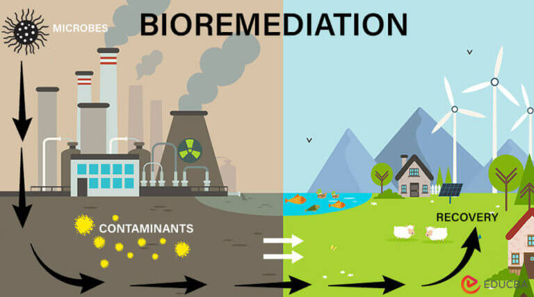 What is Bioremediation: A Guide to Environmental Cleanup