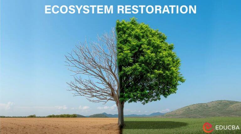 Ecosystem Restoration: Principles, Types, Methods & Tools