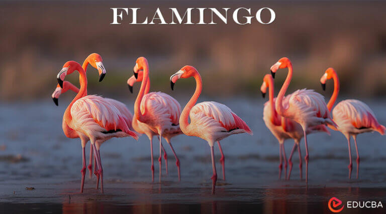 Flamingo: Characteristics, Lifecycle and Species Diversity