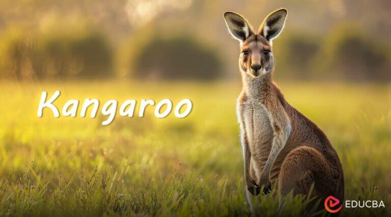 Kangaroo: Adaptation, Behavior & Conservation | EDUCBA