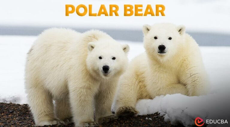 Polar Bear - Adaptations and Climate Threats | EDUCBA