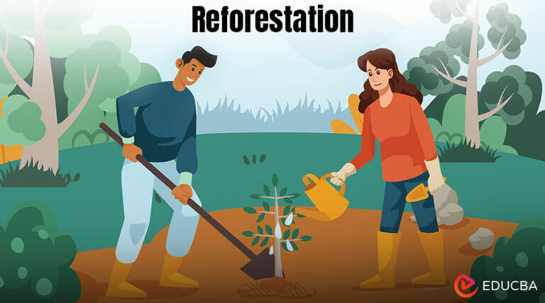 What is Reforestation? Types, Techniques & Climate Resilience