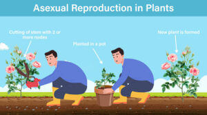 Plant Reproduction: Types, Key Methods and Examples