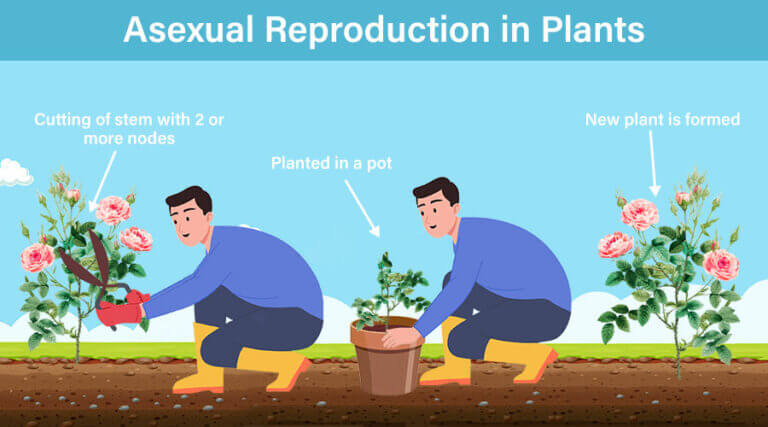 Plant Reproduction: Types, Key Methods and Examples