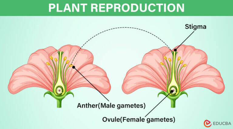Plant Reproduction: Types, Key Methods and Examples
