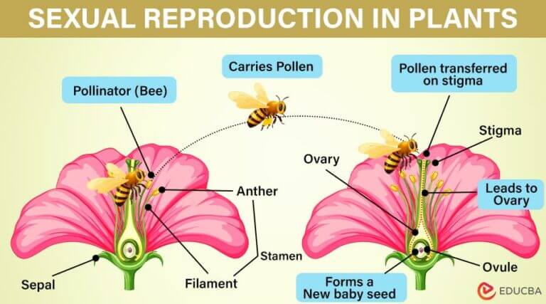 Plant Reproduction: Types, Key Methods and Examples